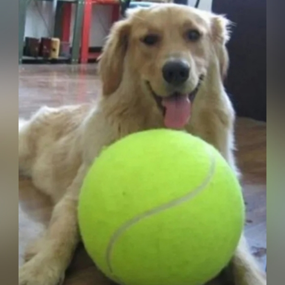 Dog | New Extra Large Ball Gag Gift | Poshmark